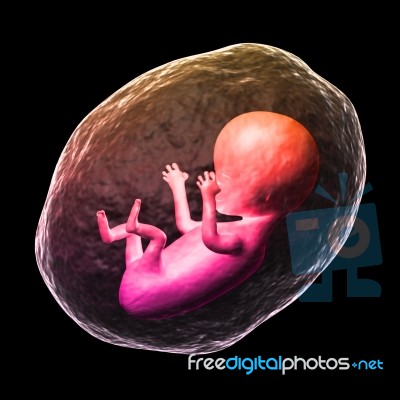 Human Fetus Stock Image - Royalty Free Image ID 100110690
