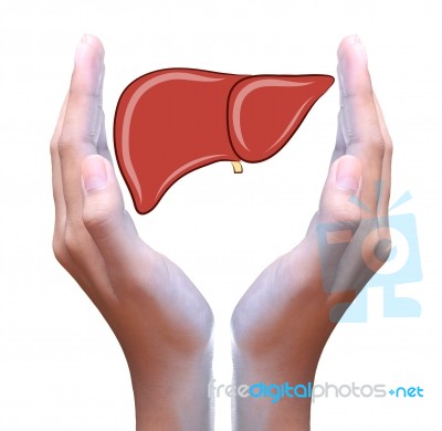 Human Liver In Hand Stock Photo - Royalty Free Image ID 100175678