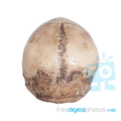 Human Skull Back View Isolate On White Background Stock Photo - Royalty ...