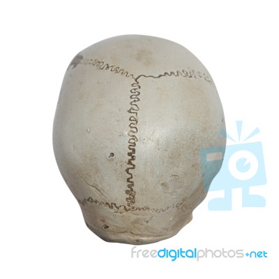 Human Skull Back View Isolate On White Background Stock Photo - Royalty ...