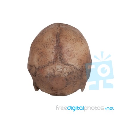 Human Skull Back View Isolate On White Background Stock Photo - Royalty ...