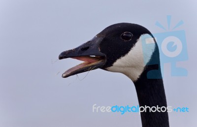Image Of A Scared Canada Goose Screaming Stock Photo - Royalty Free ...