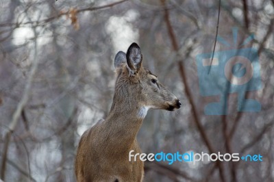 Image Of The Deer Looking Back Stock Photo - Royalty Free Image ID ...