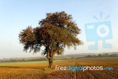 Isolated Tree Stock Photo - Royalty Free Image ID 1008360