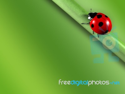 Ladybug Stock Image - Royalty Free Image ID 10013166