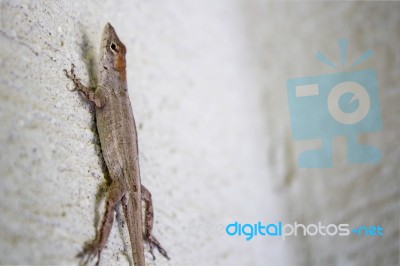 Lizard Climbing On A Wall Stock Photo - Royalty Free Image ID 100584533
