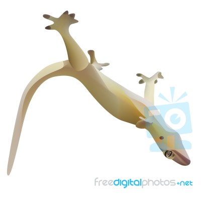 Lizard On Ceiling Stock Image - Royalty Free Image ID 100420420
