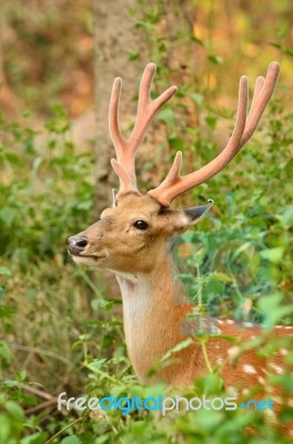 Male Sika Deer Stock Photo - Royalty Free Image ID 100183750