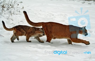 Mama & Baby Cougar Stock Photo - Royalty Free Image ID 100593242