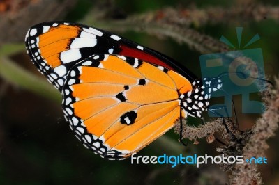 Monarch Stock Photo - Royalty Free Image ID 10018314