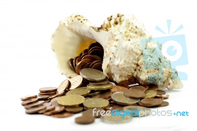 Money Shell Stock Photo - Royalty Free Image ID 10029142