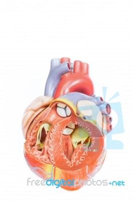 Open Artificial Human Heart Model Front View Stock Photo - Royalty Free ...