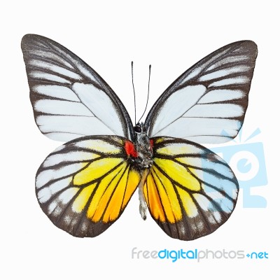 Orange Gull Butterfly Stock Photo - Royalty Free Image ID 100332972