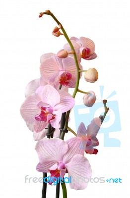 Orchidea Flower Stock Photo - Royalty Free Image ID 10038822
