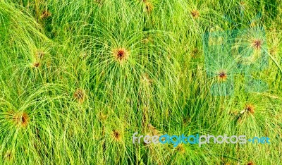 Papyrus Tree Stock Photo - Royalty Free Image ID 10051726