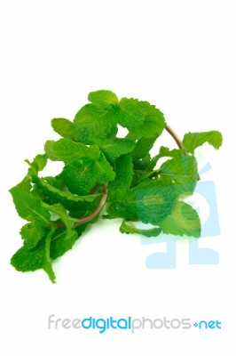 Peppermint Stock Photo - Royalty Free Image ID 10029050
