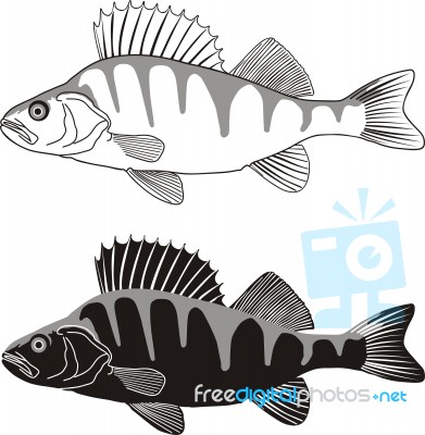 Perch Stock Image - Royalty Free Image ID 10065003