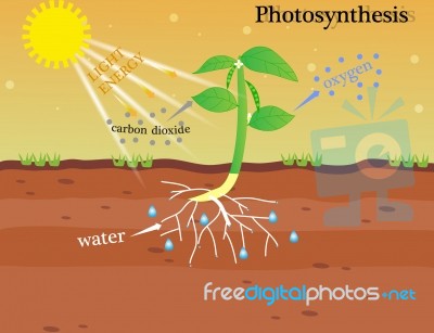 Photosynthesis Stock Image - Royalty Free Image ID 100415579
