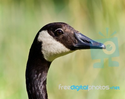 Picture With A Canada Goose Looking In The Camera Stock Photo - Royalty ...