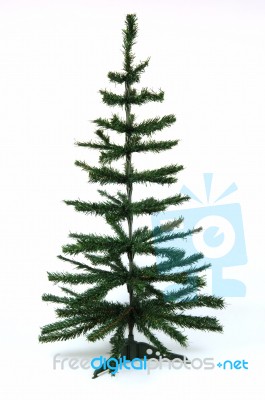 Pine Tree Stock Photo - Royalty Free Image ID 10010297