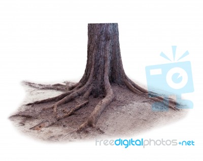 Pine Tree Stump Isolated White Background Stock Photo - Royalty Free ...
