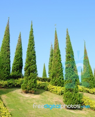 Pine Trees In Garden Stock Photo - Royalty Free Image ID 100170655