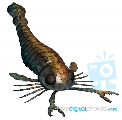Pterygotus Stock Image - Royalty Free Image ID 100501306