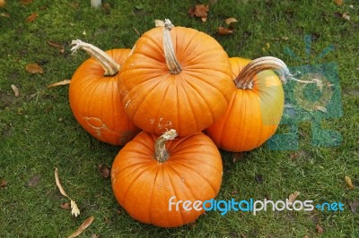 Pumpkins Stock Photo - Royalty Free Image ID 10022205