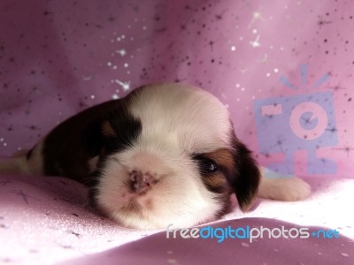 Puppy Stock Photo - Royalty Free Image ID 10090319