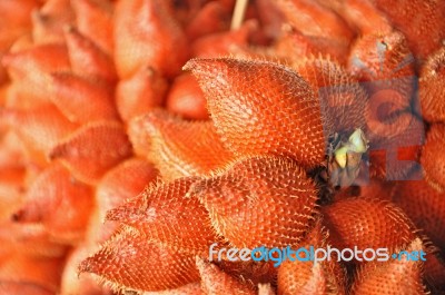 Rakum Palm Stock Photo - Royalty Free Image ID 100129698