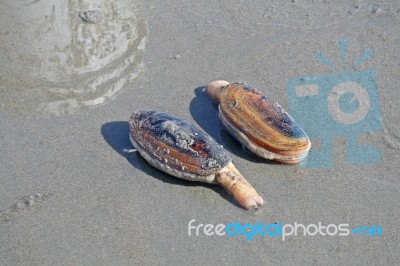 Razor Clams On Beach Stock Photo - Royalty Free Image ID 10058793