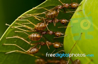 Red Ants Teamwork Stock Photo - Royalty Free Image ID 10048408