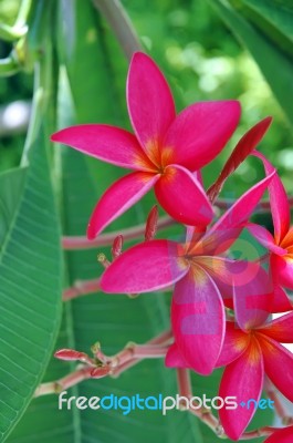 Red Plumeria Flower Stock Photo - Royalty Free Image ID 100233799