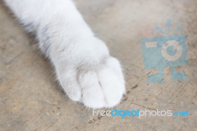 Relaxing Cat's Pawn At Home Stock Photo - Royalty Free Image ID 100462128