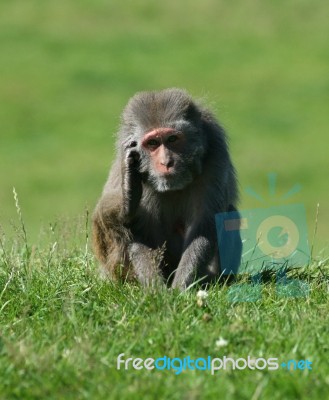 Rhesus Monkey Stock Photo - Royalty Free Image ID 100112