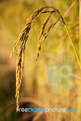 Rice Field In Thailand Stock Photo - Royalty Free Image ID 10042284