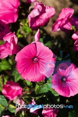 Rose Mallow Flowers Stock Photo - Royalty Free Image ID 100135338