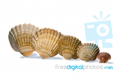 Scollop In A Row Stock Photo - Royalty Free Image ID 100638578