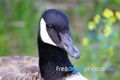 Serious Goose Stock Photo - Royalty Free Image ID 100337693