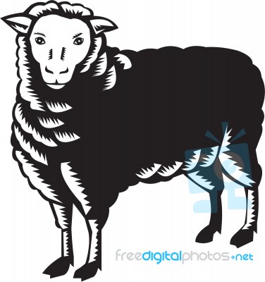 Sheep Side View Drawing