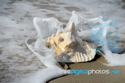 Shell Stock Photo - Royalty Free Image ID 10025246