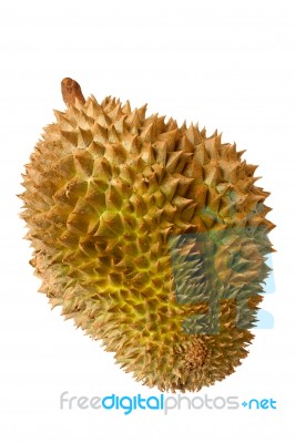 Single Whole Durian Isolated On White Background Stock Photo - Royalty ...