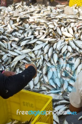 Sorting Fish Stock Photo - Royalty Free Image ID 10082057