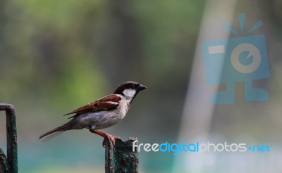 Sparrow Side View Stock Photo - Royalty Free Image ID 100534343