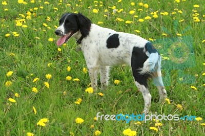Spinger Spaniel In Wild Field Stock Photo - Royalty Free Image ID 100168001