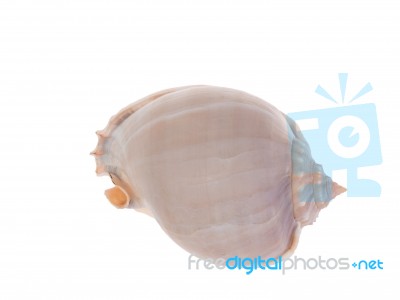 Spiral Mollusk Shell Isolated On White Stock Photo - Royalty Free Image ...