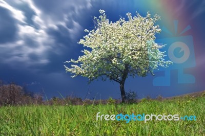 Spring Stock Photo - Royalty Free Image ID 10015539