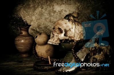 Still Life With A Skull Stock Photo - Royalty Free Image ID 100340861
