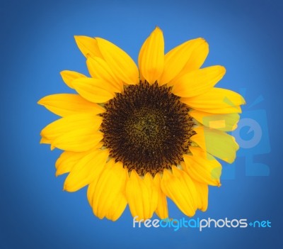 Sunflower With Blue Stock Photo - Royalty Free Image ID 10019549