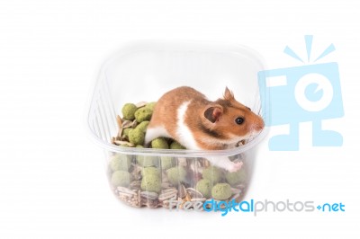 Syrian Hamster Eating Some Food From A Bowl Stock Photo - Royalty Free ...